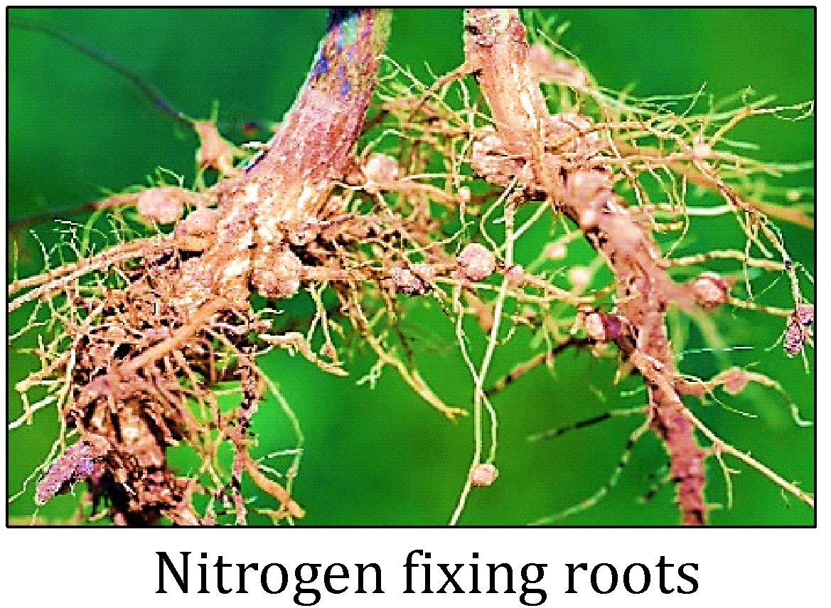 Root System | Plant Anatomy | Biology